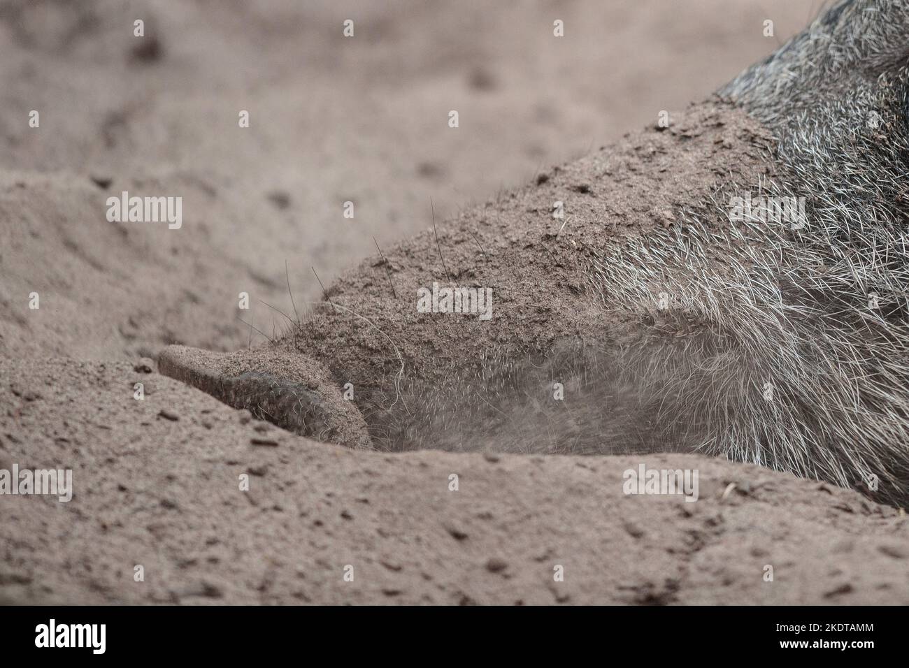 Boars mouth hi-res stock photography and images - Alamy