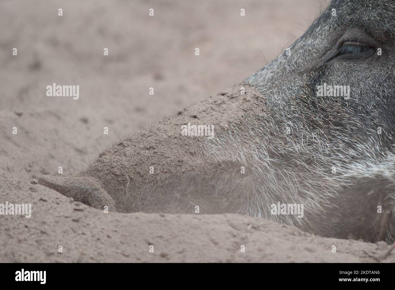 Boars mouth hi-res stock photography and images - Alamy