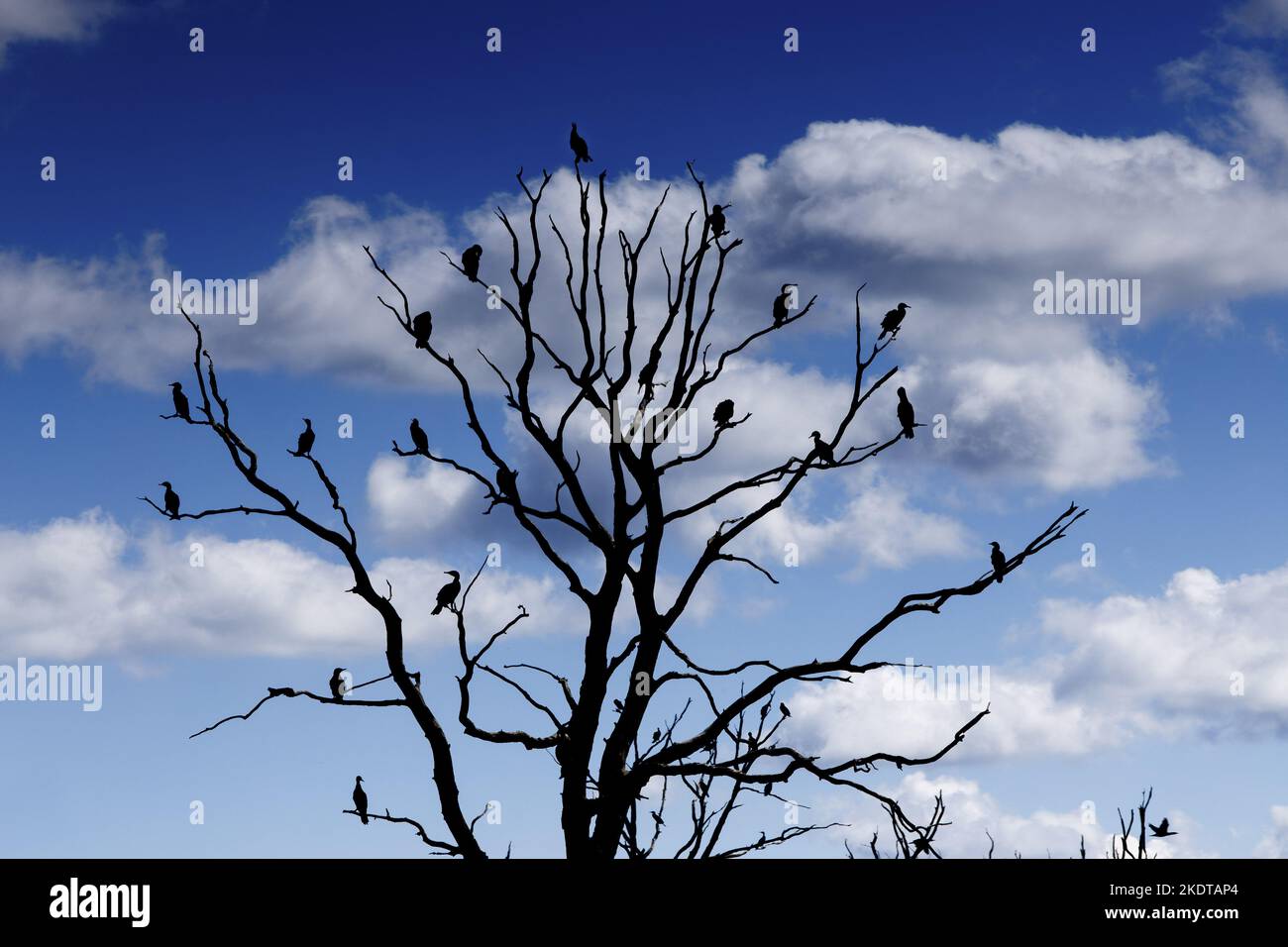 Cormorant outline hi-res stock photography and images - Alamy
