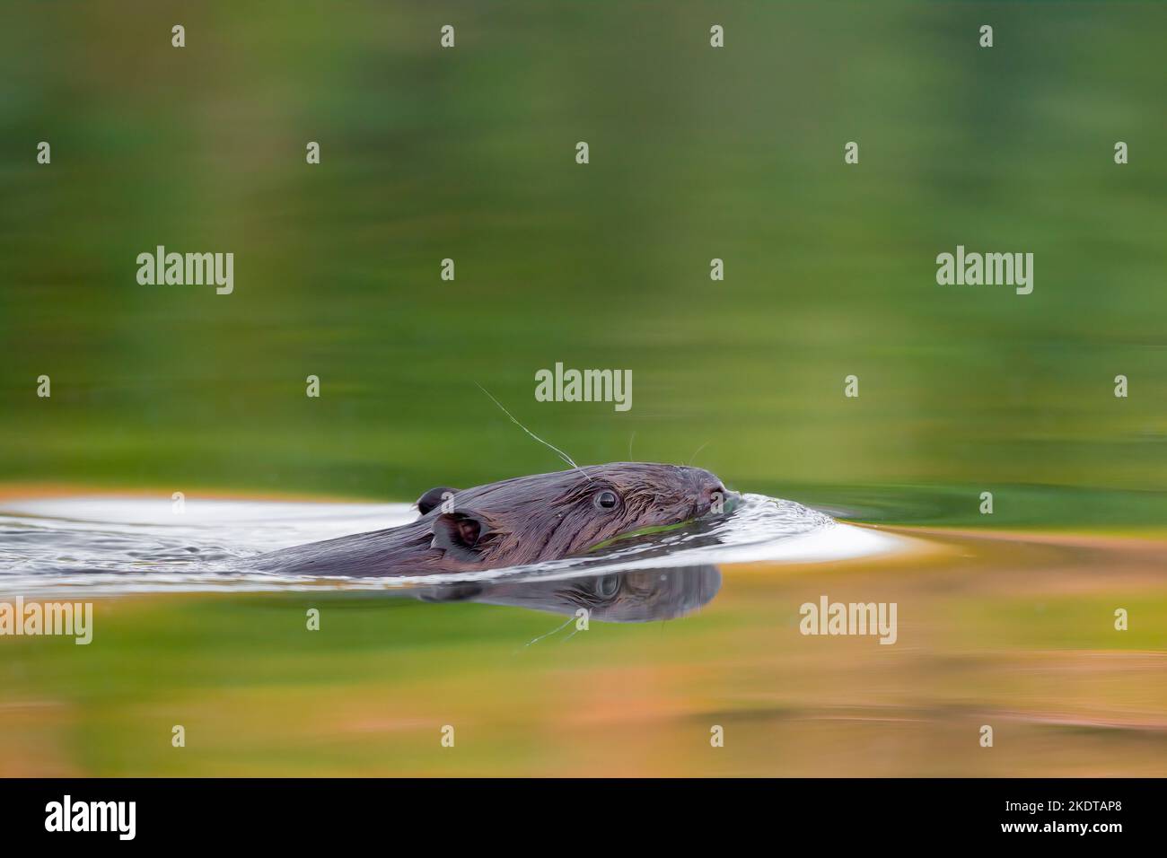 Beaver profile view hi-res stock photography and images - Alamy