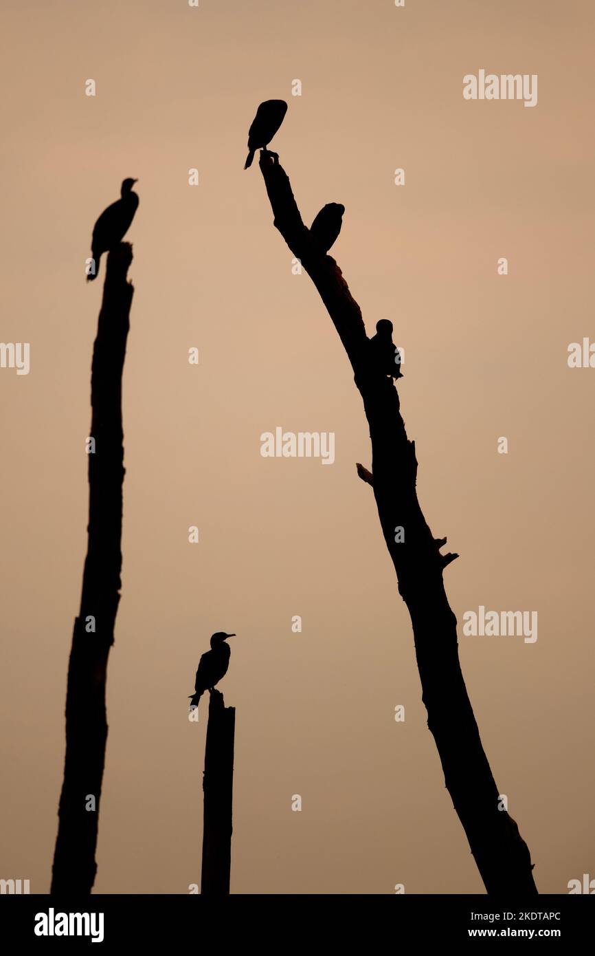 Five cormorants hi-res stock photography and images - Alamy