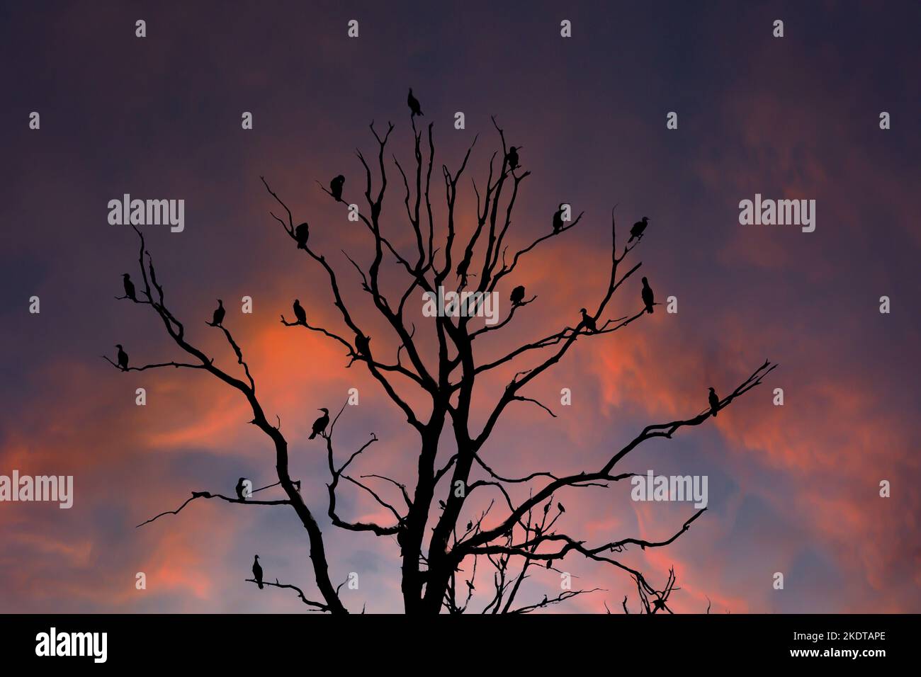 Cormorant outline hi-res stock photography and images - Alamy