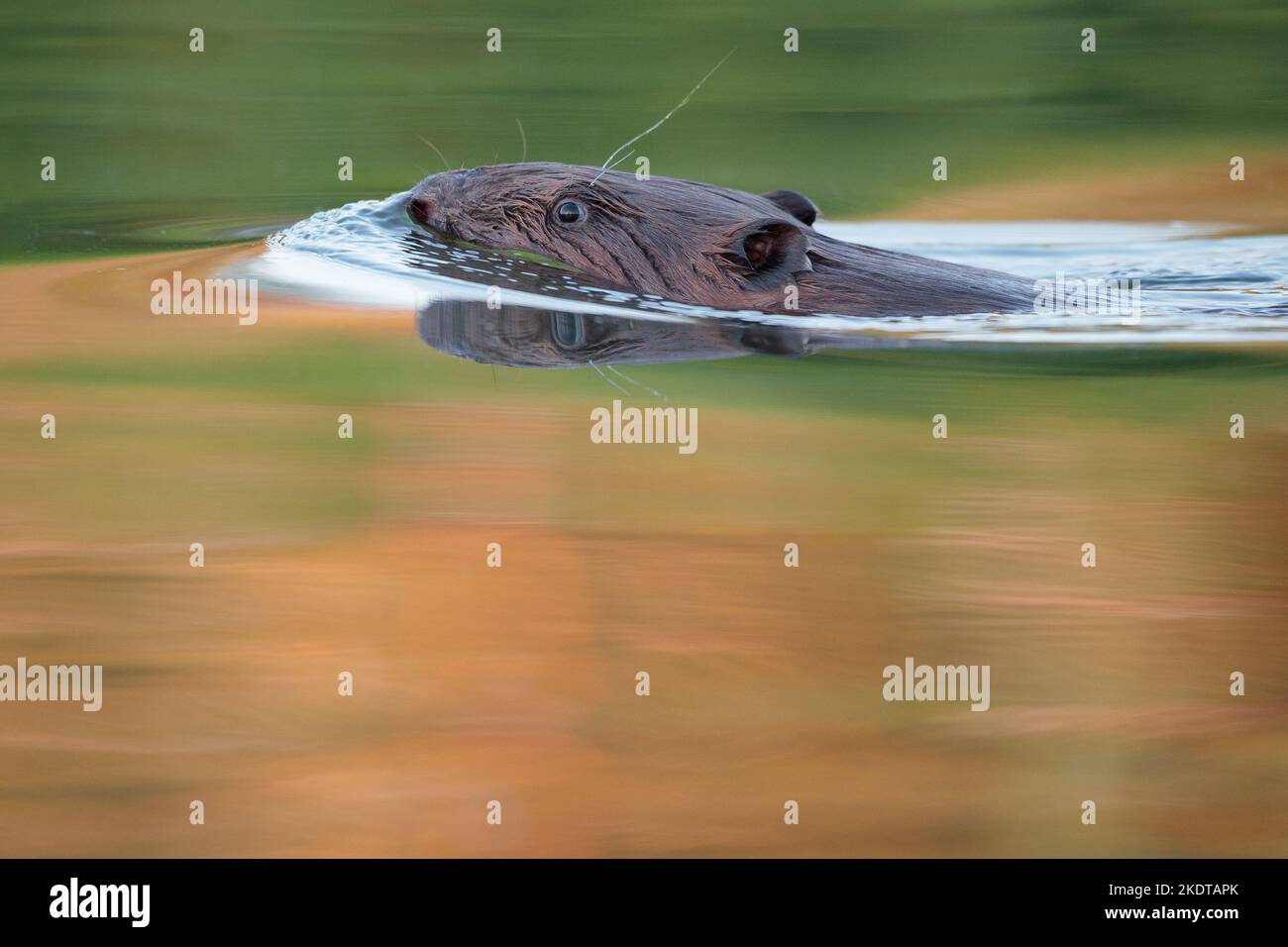 Beaver profile view hi-res stock photography and images - Alamy