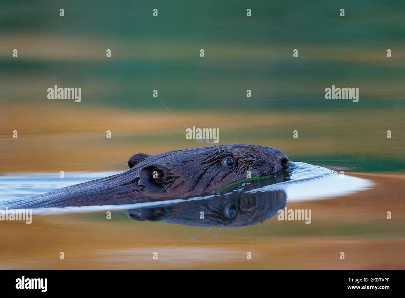 Castorimorpha hi-res stock photography and images - Alamy