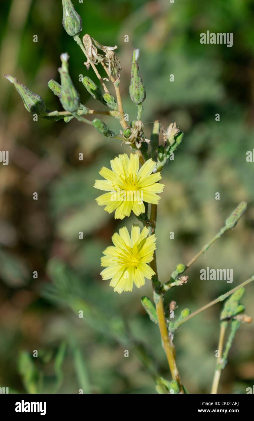 Yellow flowers in nature hi-res stock photography and images - Alamy