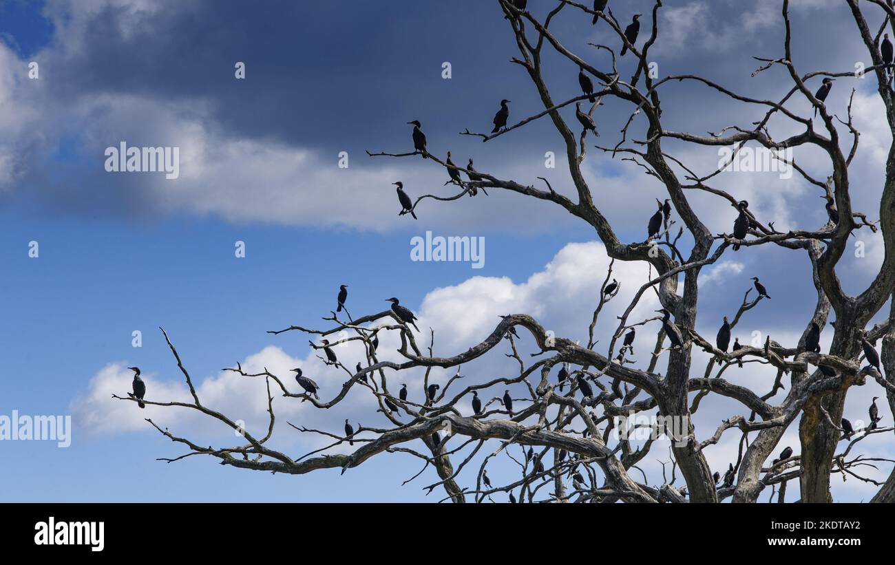 Cormorant outline hi-res stock photography and images - Alamy