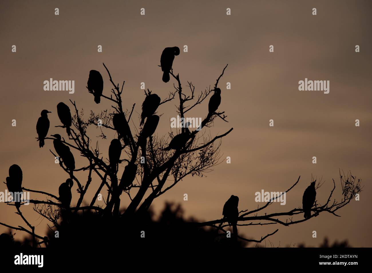 Cormorant outline hi-res stock photography and images - Alamy