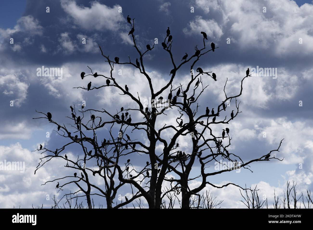 Cormorant outline hi-res stock photography and images - Alamy