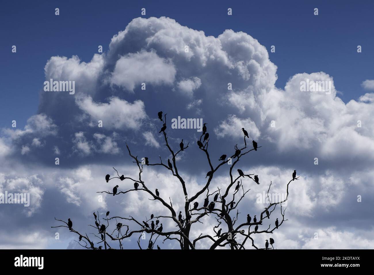 Cormorant outline hi-res stock photography and images - Alamy