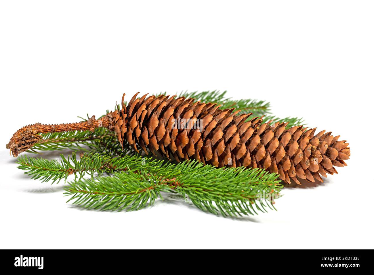 Spruce cones on branch in Cut Out Stock Images & Pictures - Alamy