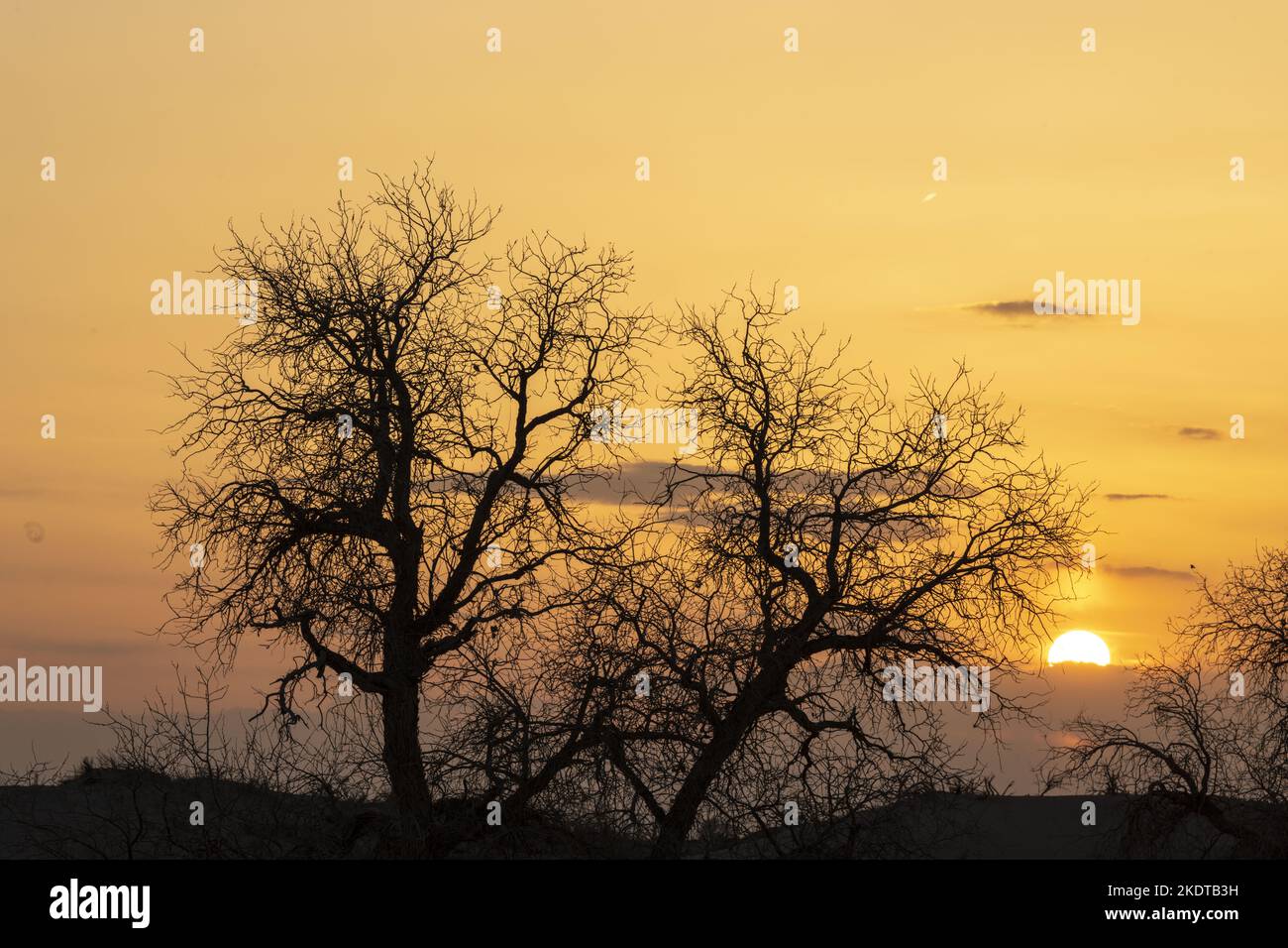 Strange forest scenic area, in Inner Mongolia Stock Photo - Alamy