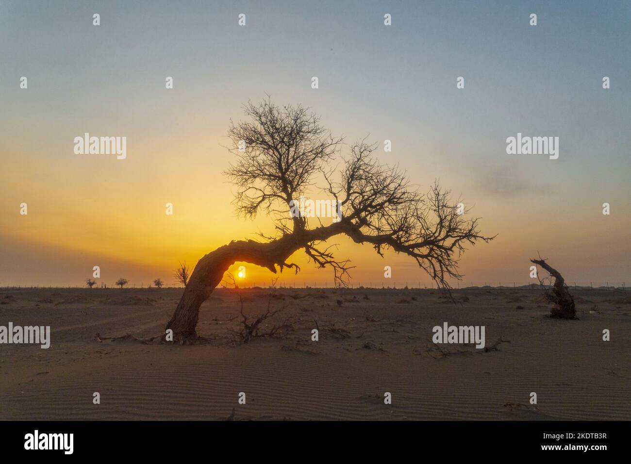 Strange forest scenic area, in Inner Mongolia Stock Photo - Alamy