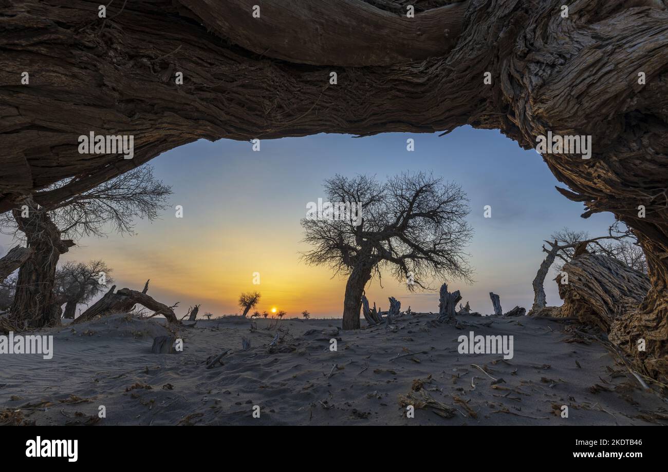 Strange forest scenic area, in Inner Mongolia Stock Photo - Alamy