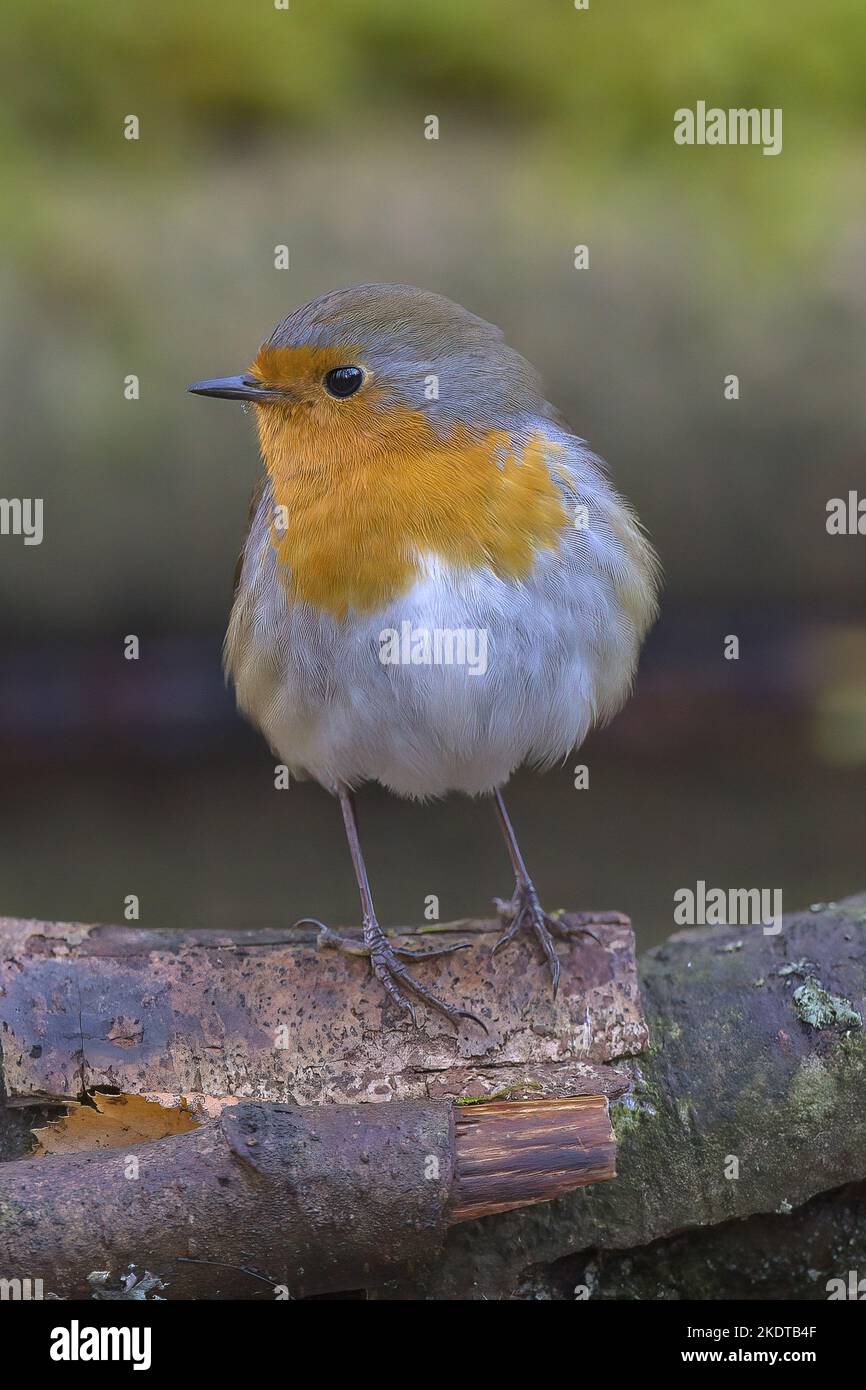 Robin size bird hi-res stock photography and images - Alamy