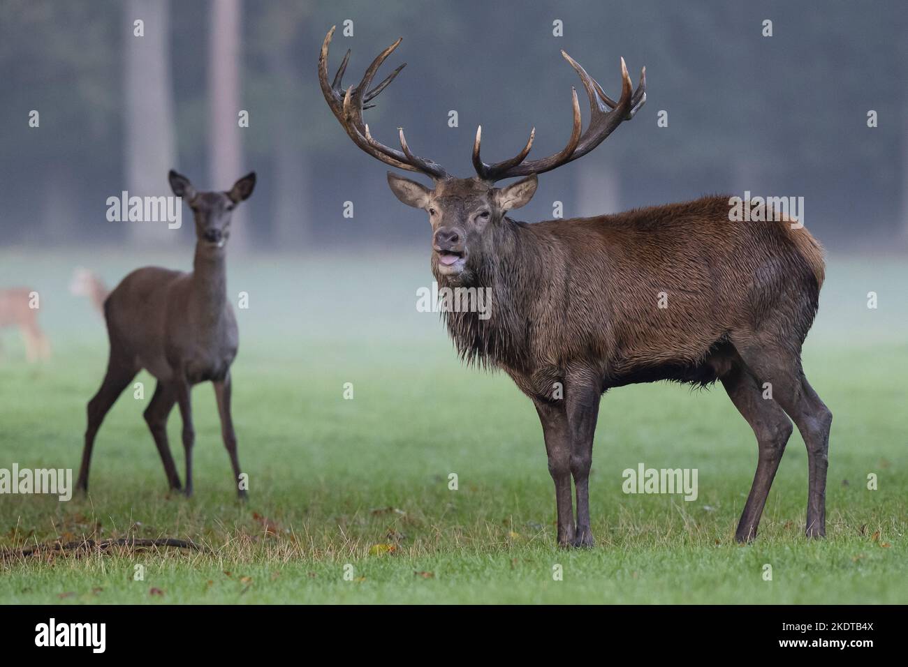 Red deer stag cervus elaphus hind mist hi-res stock photography and ...