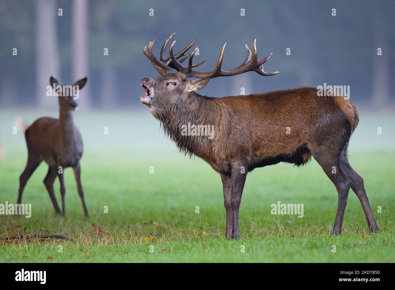 Red deer stag cervus elaphus hind mist hi-res stock photography and ...