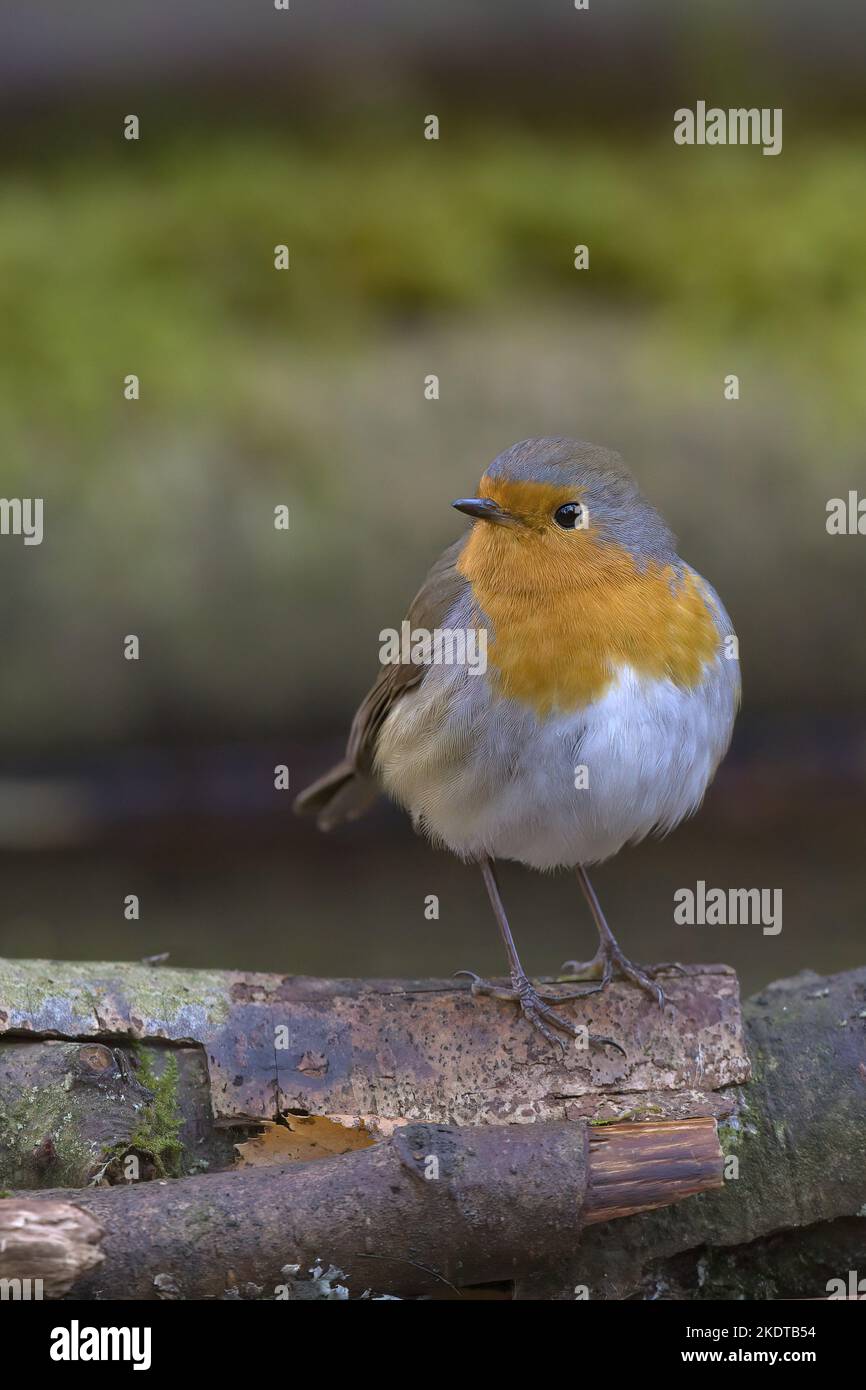 Robin size bird hi-res stock photography and images - Alamy