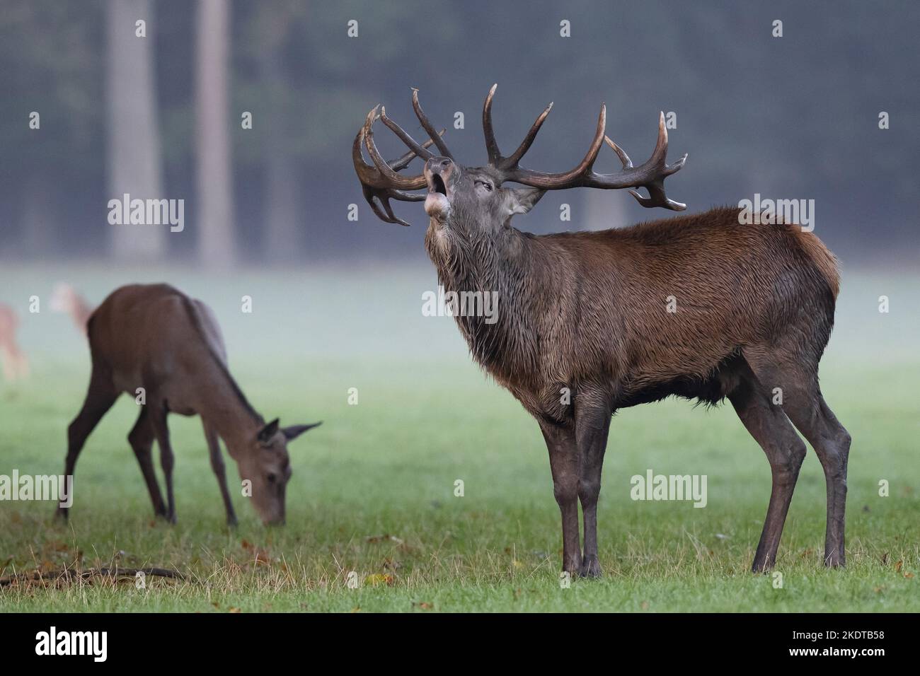 Red deer browsing trees hi-res stock photography and images - Alamy