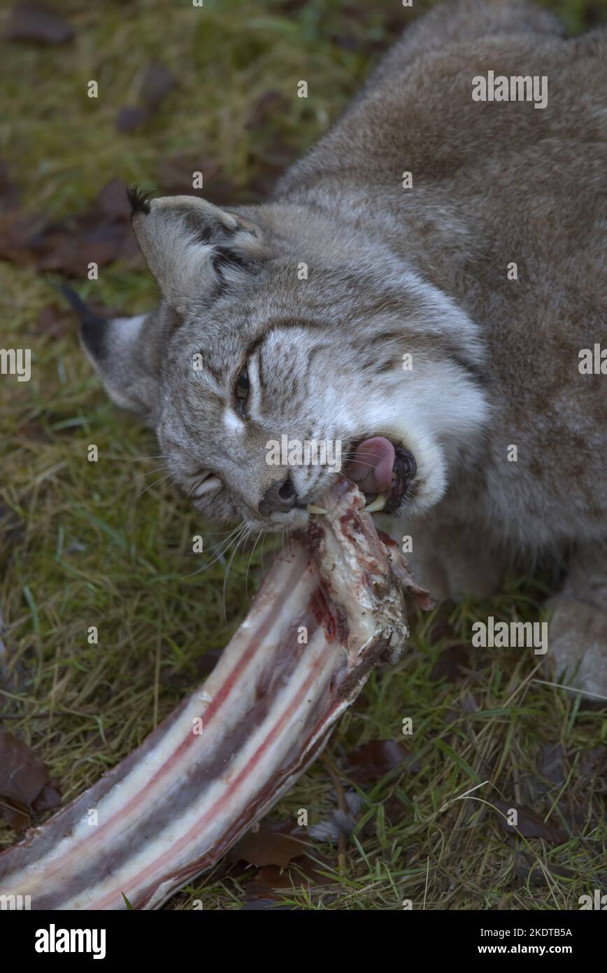 Eurasian lynx lynx eat hi-res stock photography and images - Alamy