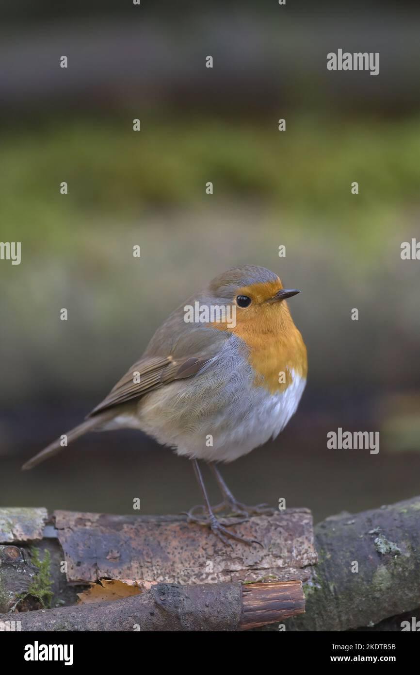 Robin size bird hi-res stock photography and images - Alamy