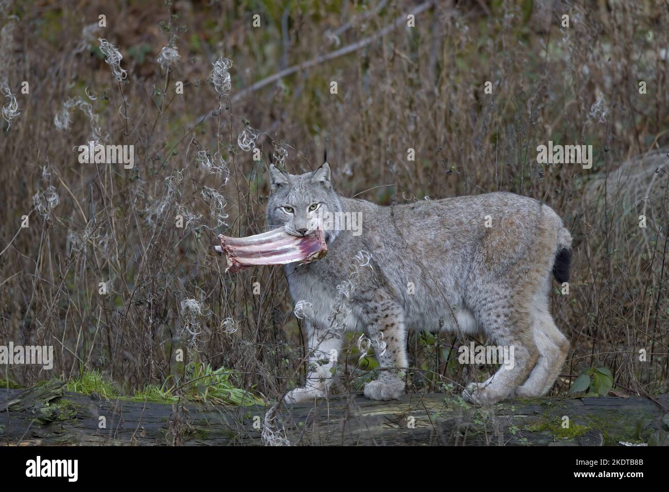 Eurasian lynx lynx eat hi-res stock photography and images - Alamy