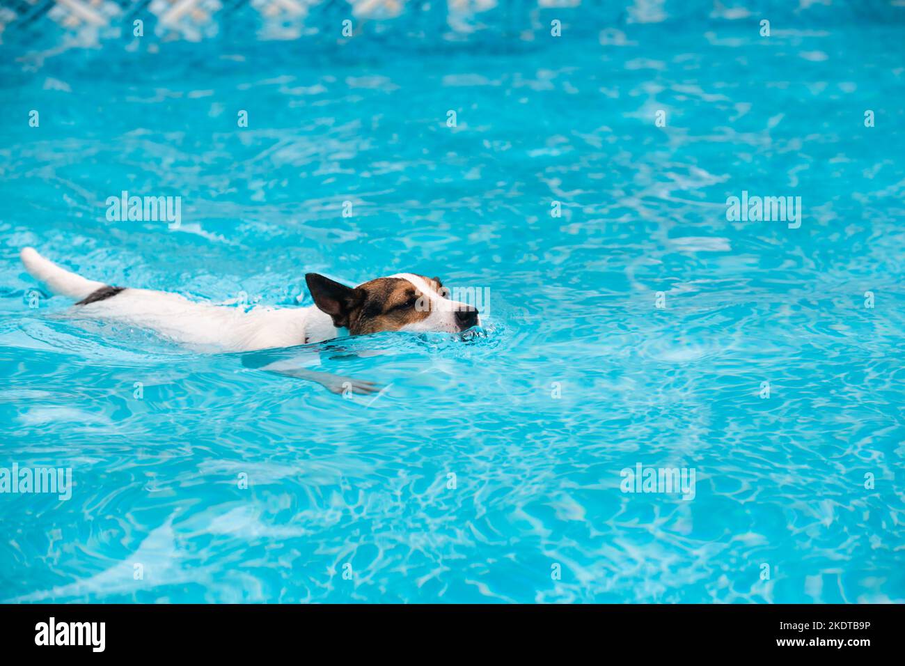 Dog swimming in outdoor swimming pool Stock Photo - Alamy