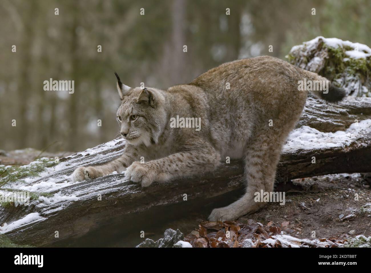Sharp lynx hi-res stock photography and images - Alamy