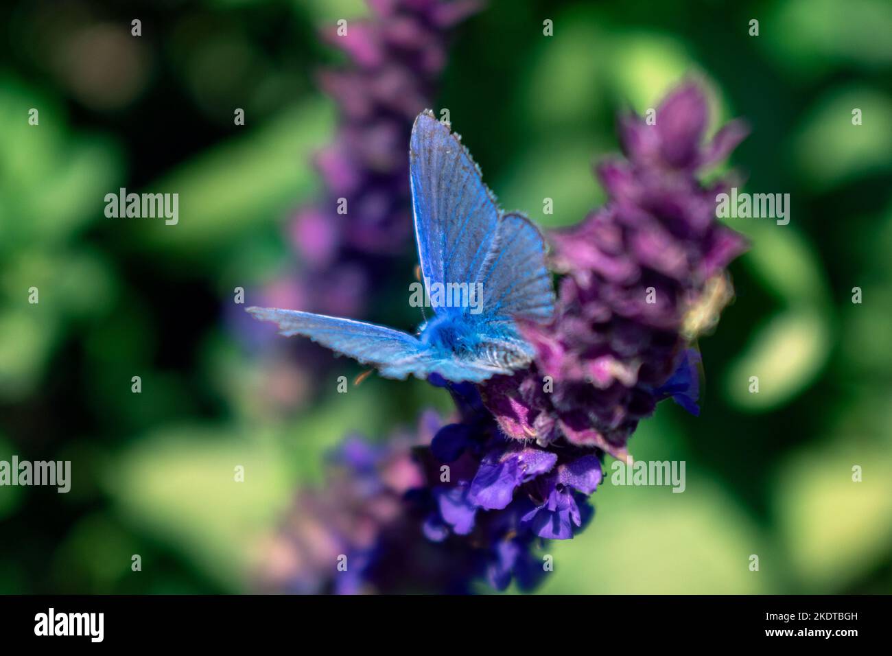 Close up photo of autumn leaf butterfly hi-res stock photography and ...