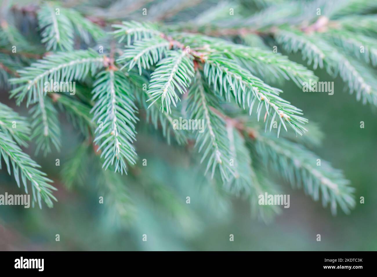 Christmas tree in nature. Green spruce close up, spring tree branckes ...