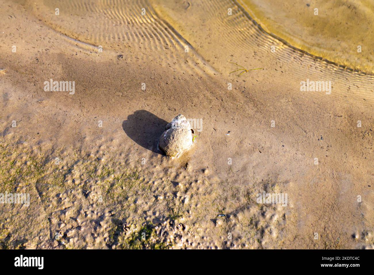 Top view of a freshwater snail shell on the sand of a lake, clean ...