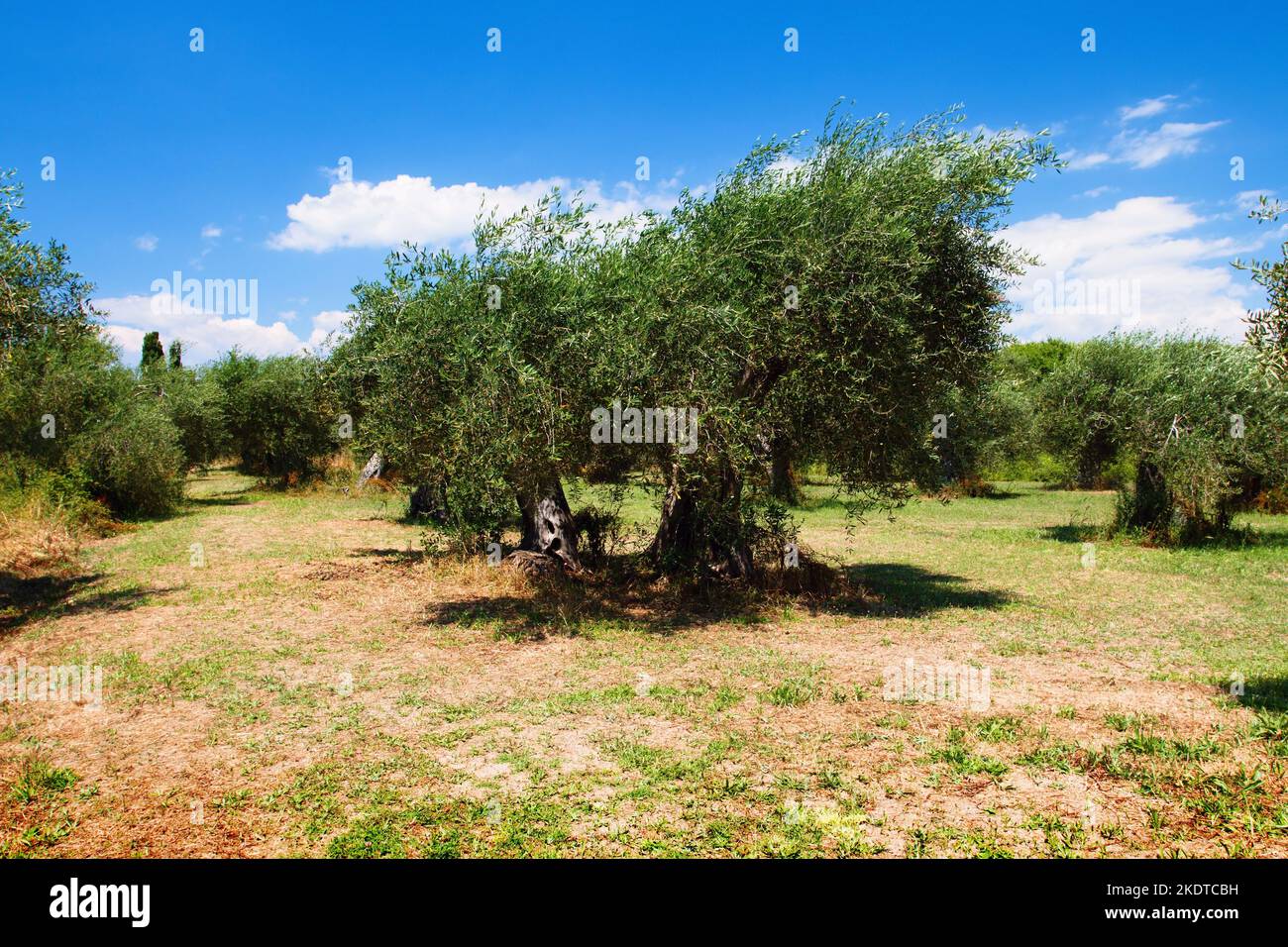 Olive grove in the resort of Roda on the island of Corfu in the Ionian ...