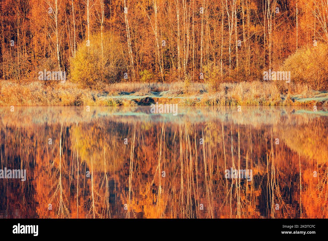 Forest by the lake at cold autumn morning Stock Photo - Alamy