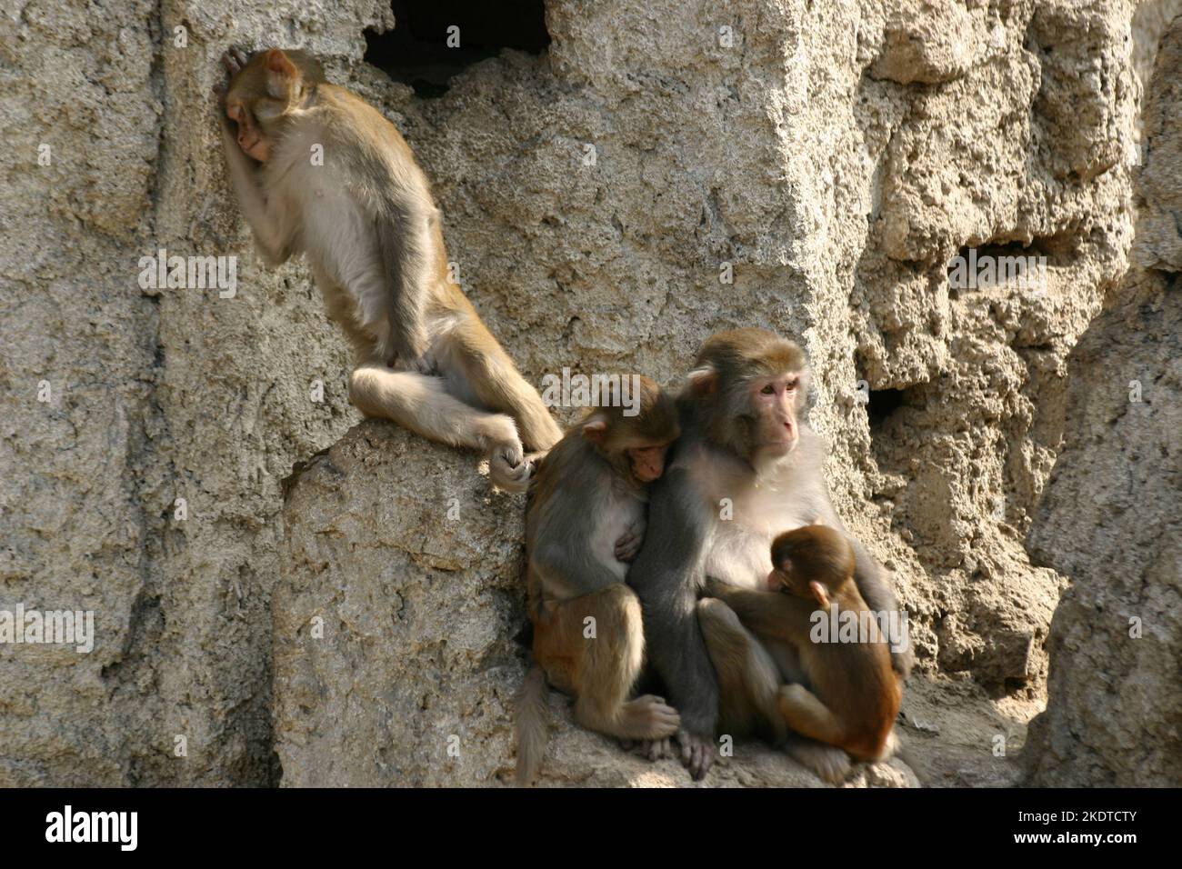 Why oh why oh why hi-res stock photography and images - Alamy