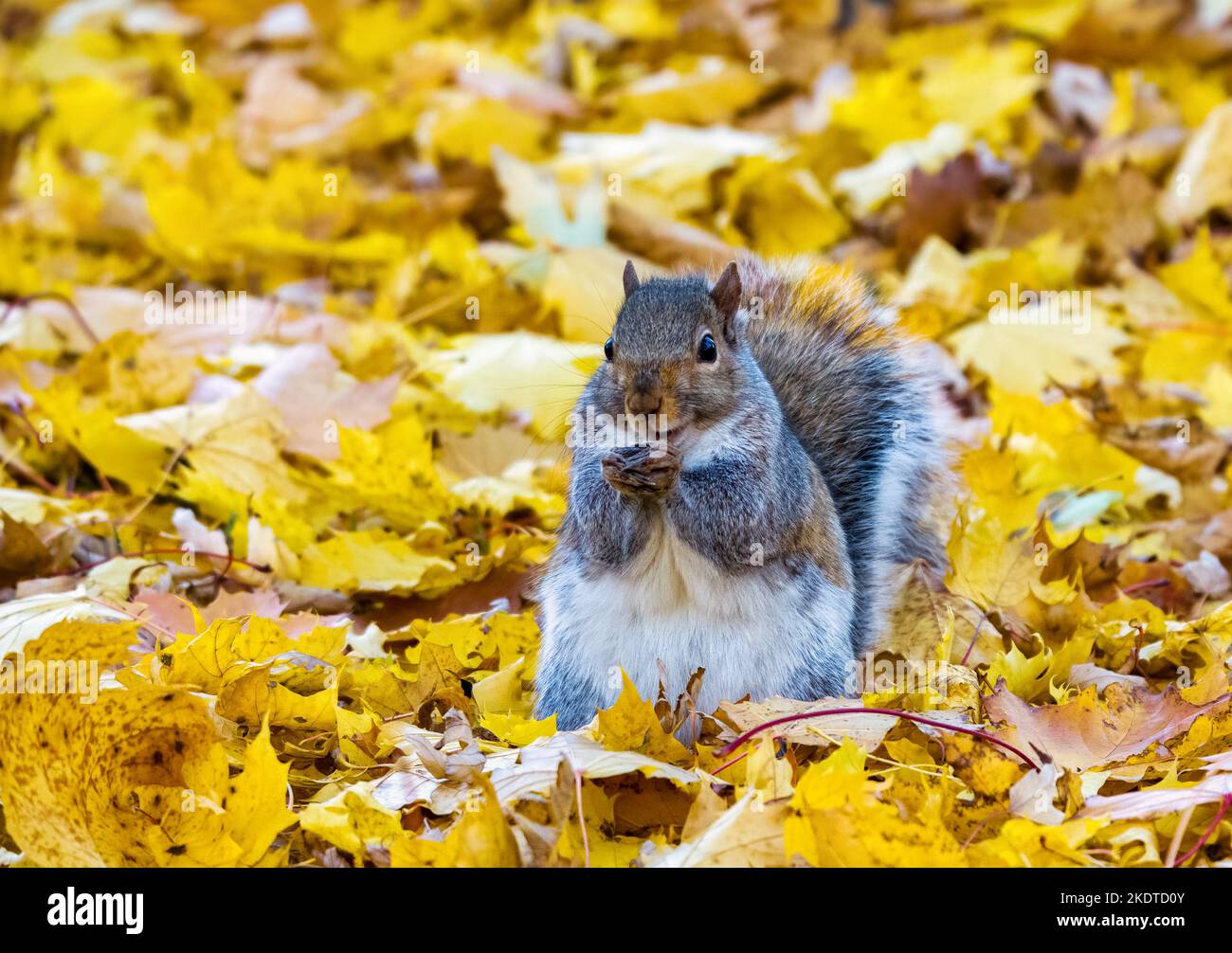 Fat grey squirrel sitting on fallen golden sugar maple leaves and ...