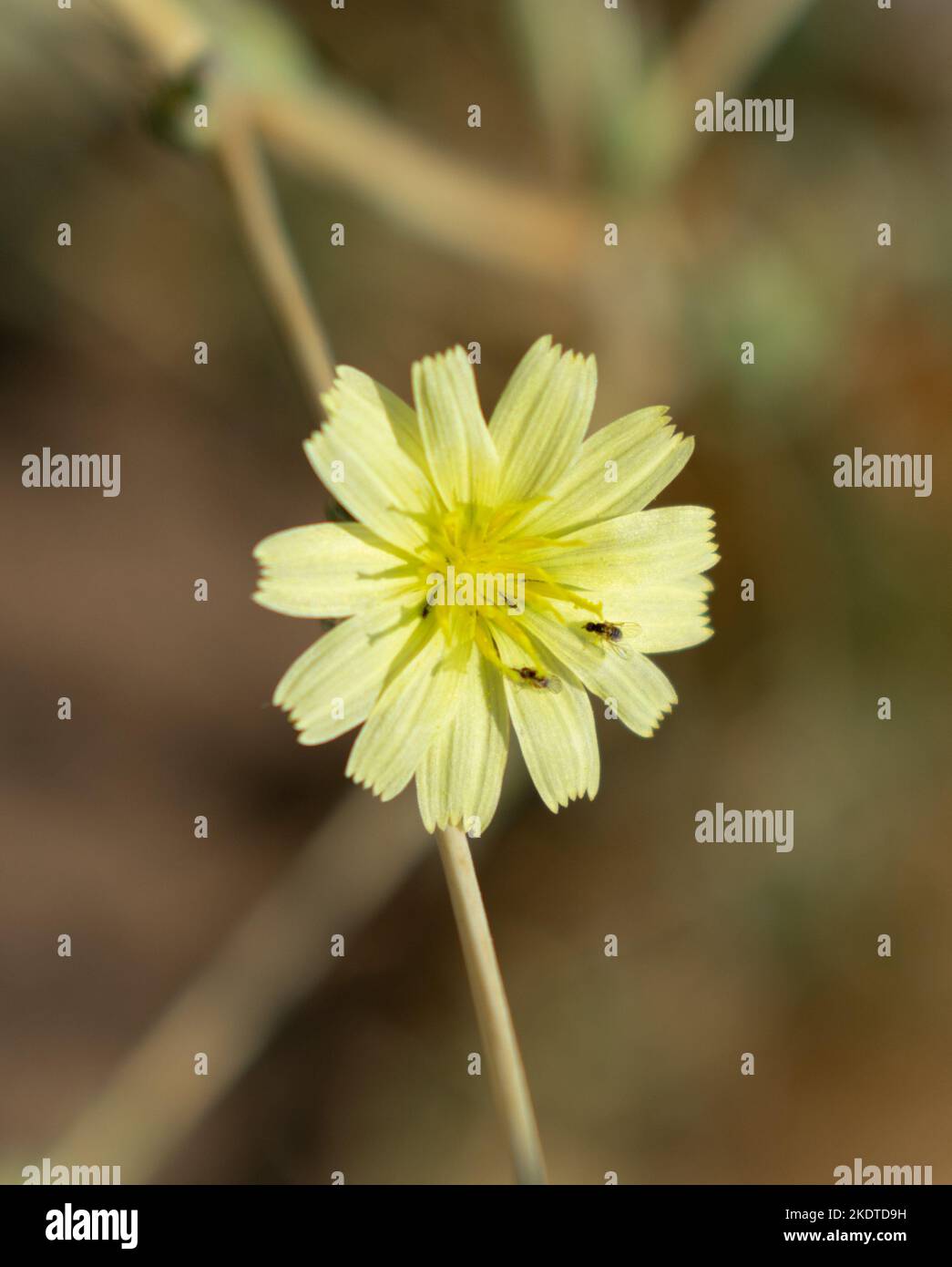 Macrography of insects hi-res stock photography and images - Alamy