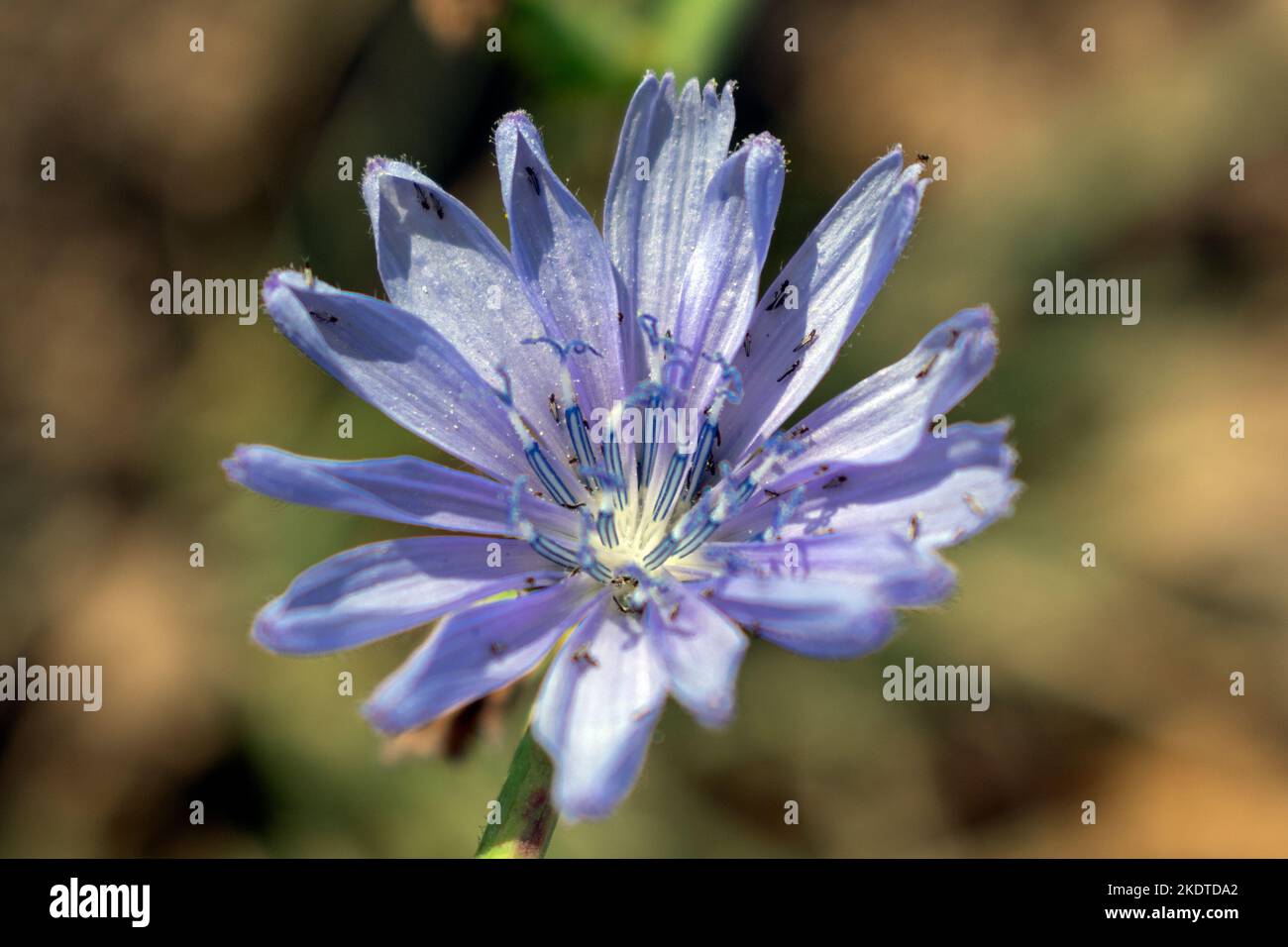 blue flower and insects Stock Photo - Alamy
