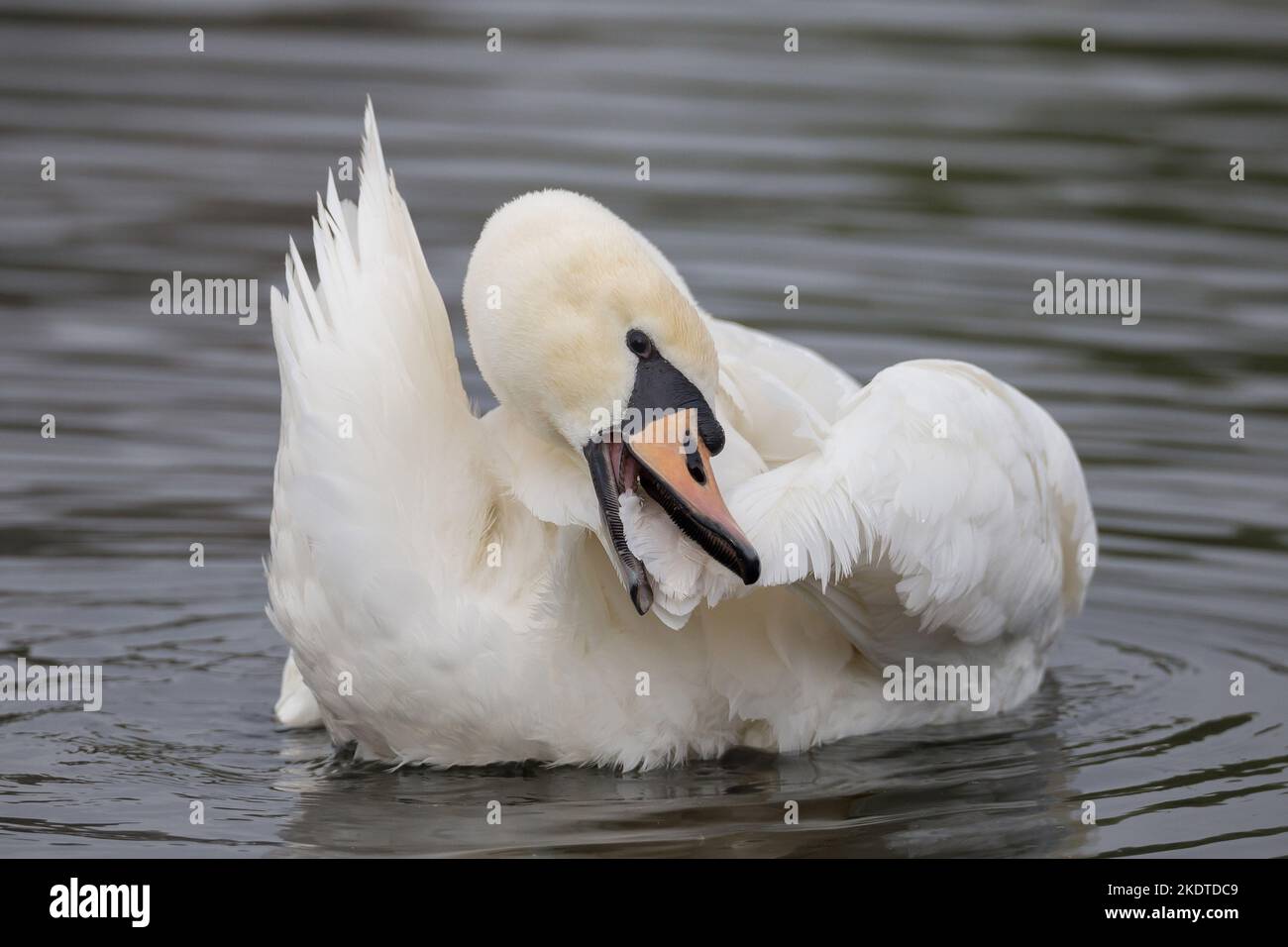 White swan grooming itself sea hi-res stock photography and images - Alamy