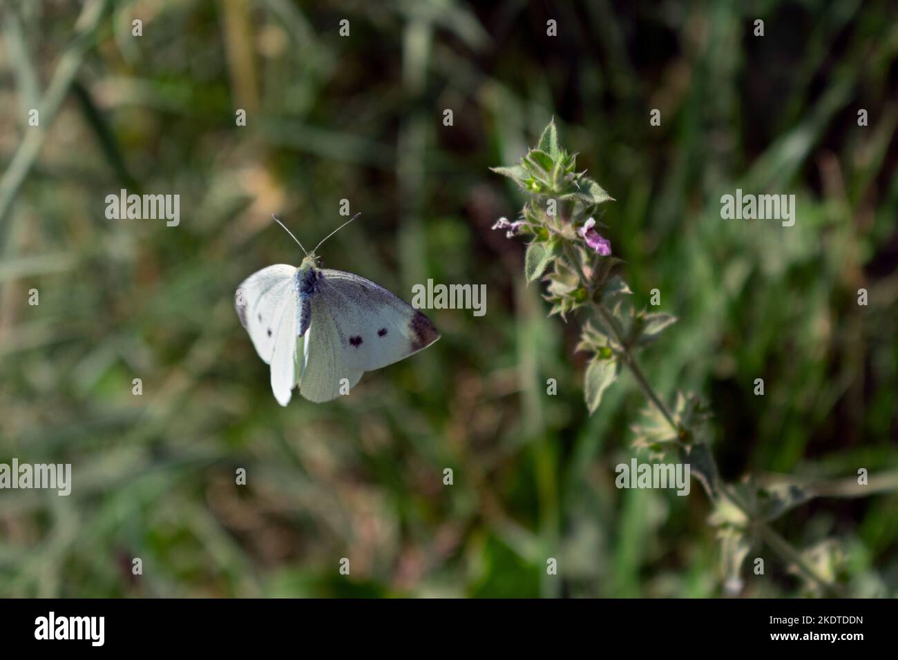 A butterfly in flight Stock Photo - Alamy