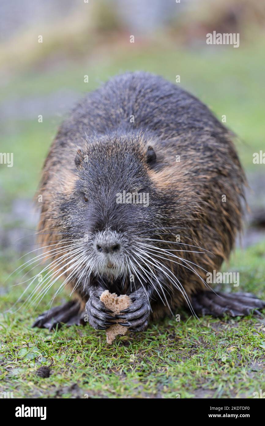 Nutria vertical hi-res stock photography and images - Alamy