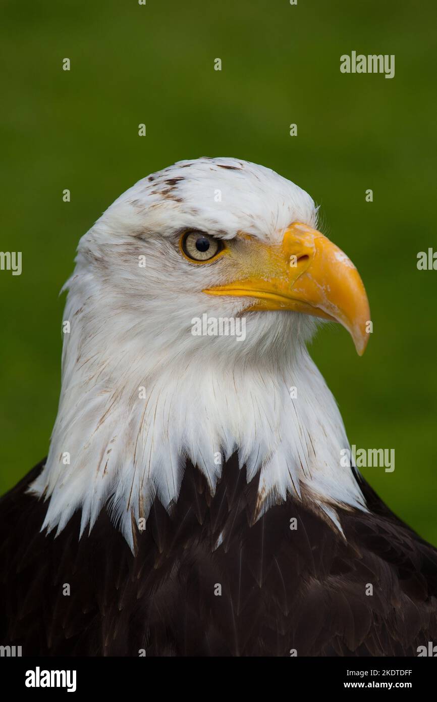 American bald eagle Stock Photo - Alamy