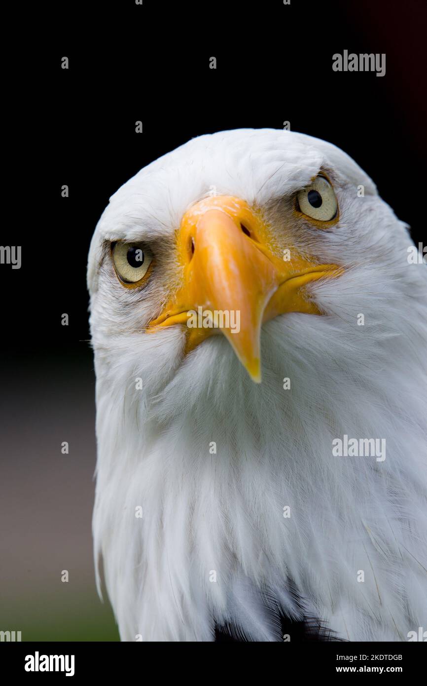 American bald eagle Stock Photo - Alamy