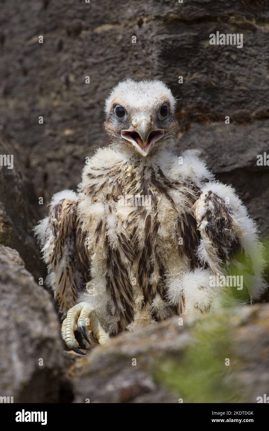Falcon babies hi-res stock photography and images - Alamy