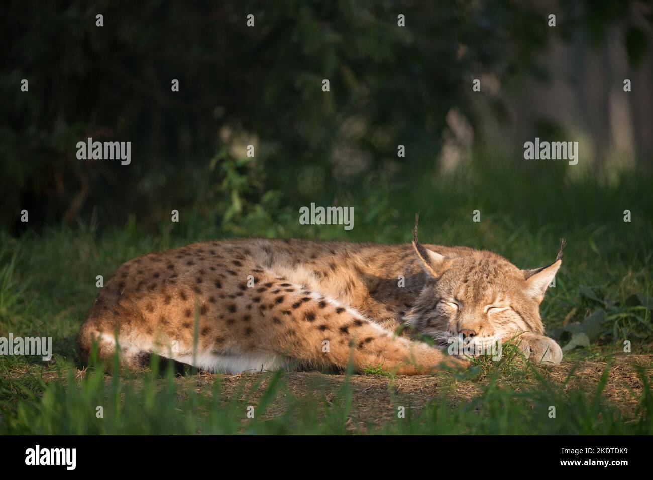 Eurasian lynx lynx lynx lying the grass hi-res stock photography and ...