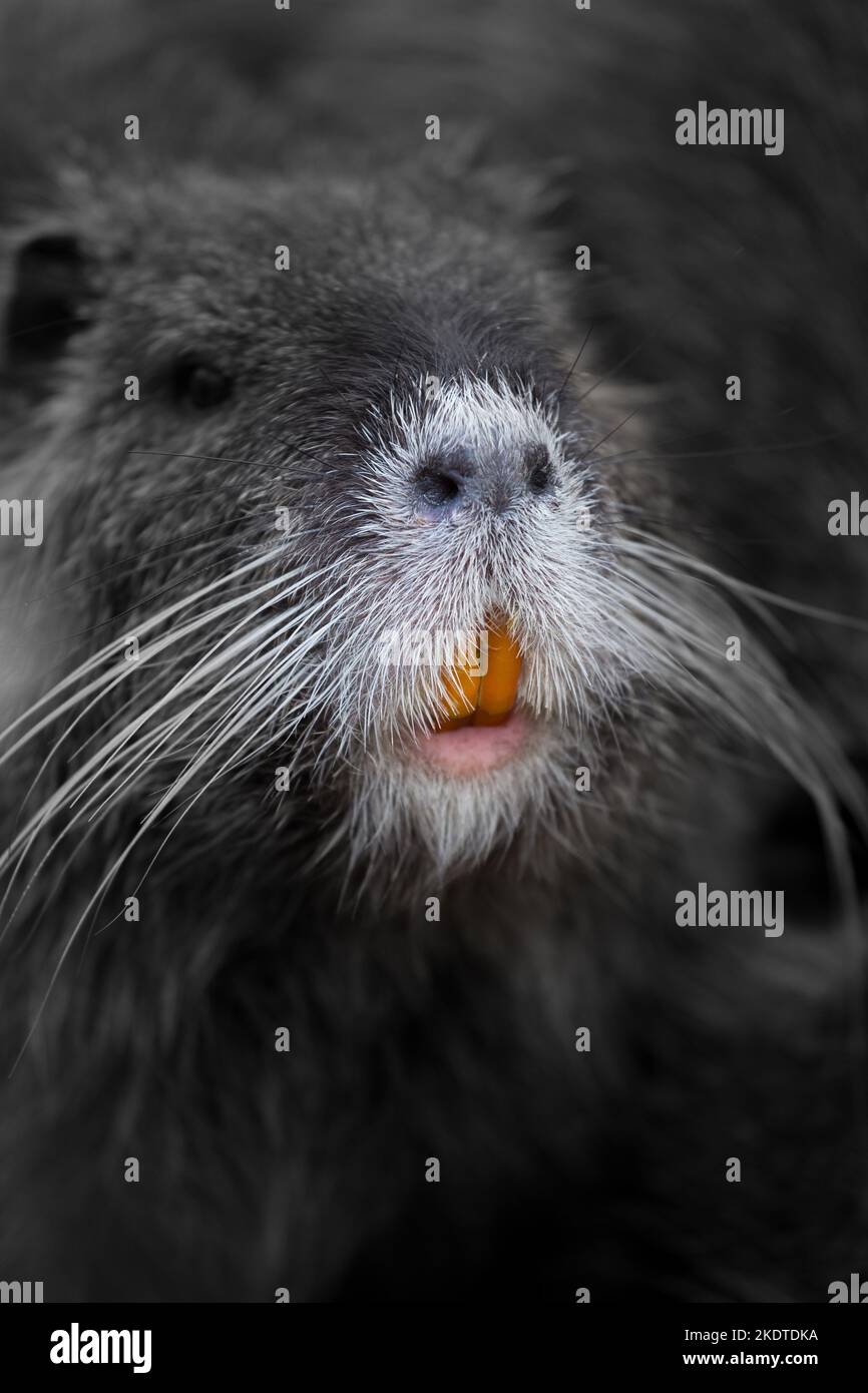 Nutria vertical hi-res stock photography and images - Alamy