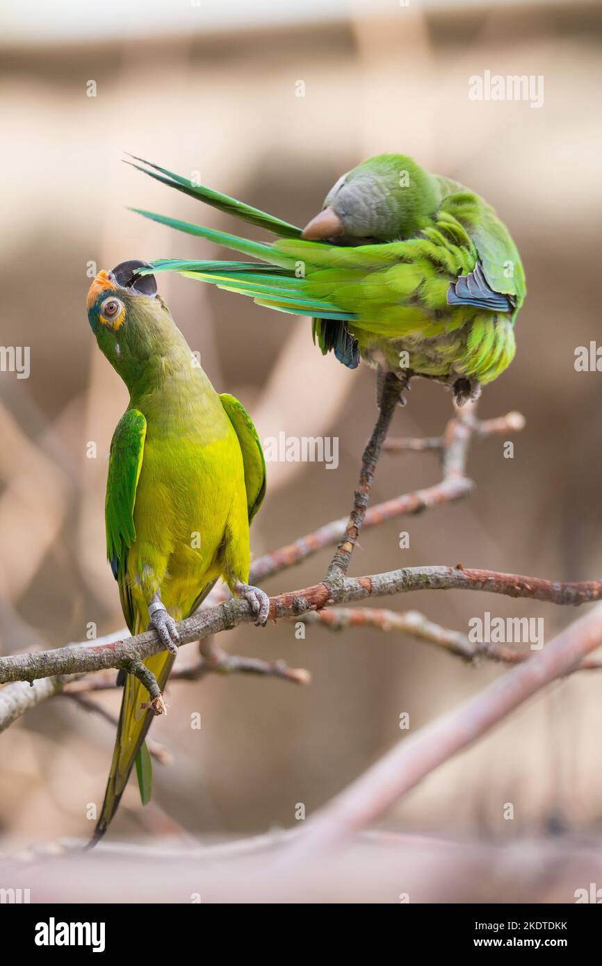 Psittacines hi-res stock photography and images - Alamy