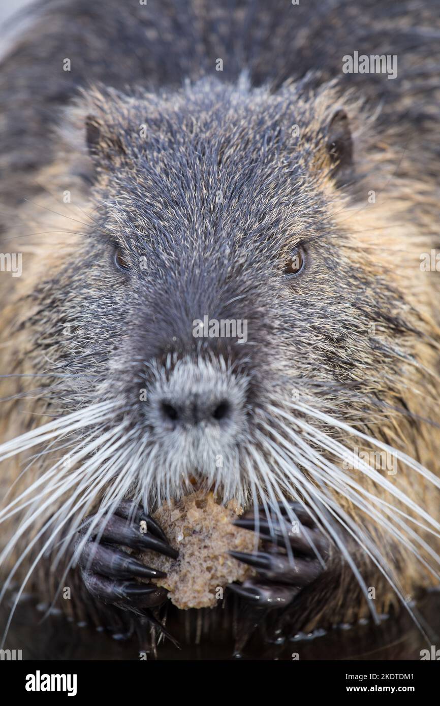 Nutria vertical hi-res stock photography and images - Alamy