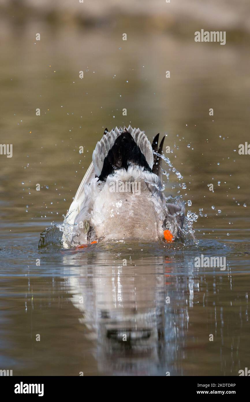 Mallard rear view hi-res stock photography and images - Alamy