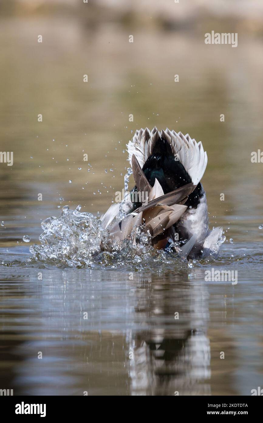 Mallard rear view hi-res stock photography and images - Alamy
