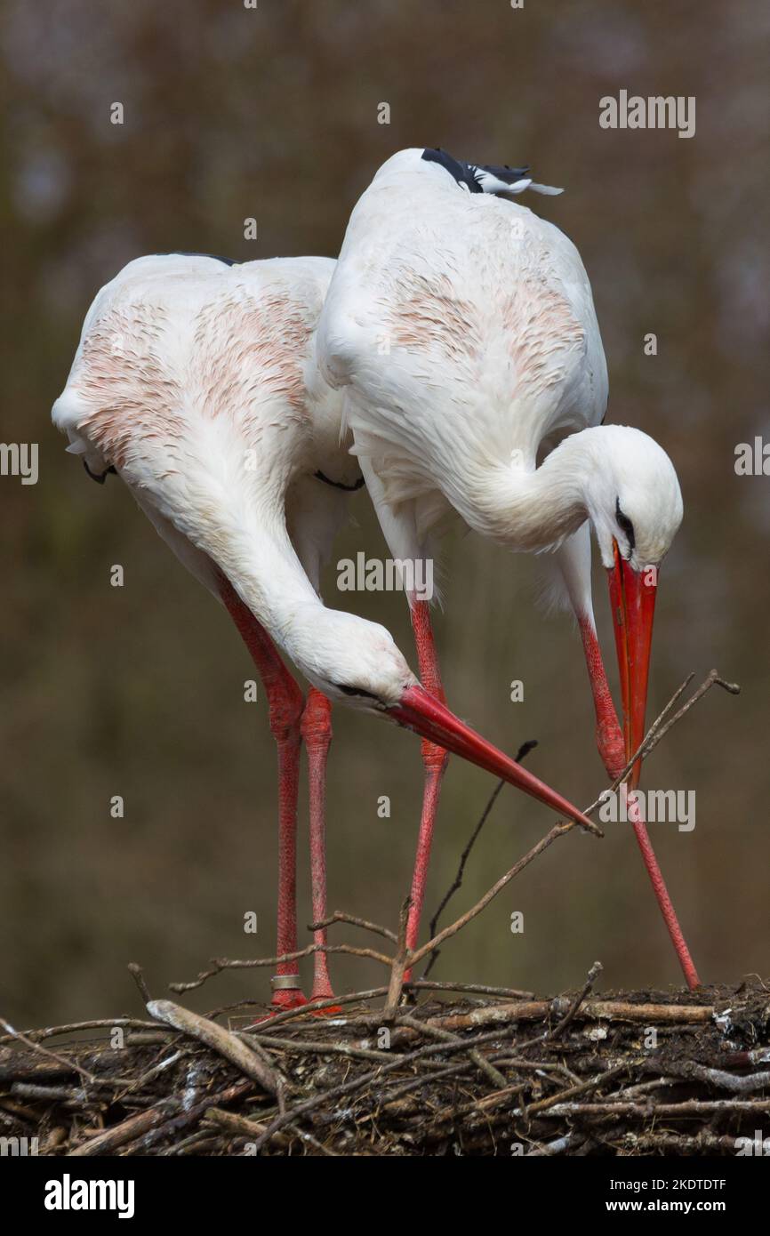 Storks beaks hi-res stock photography and images - Alamy