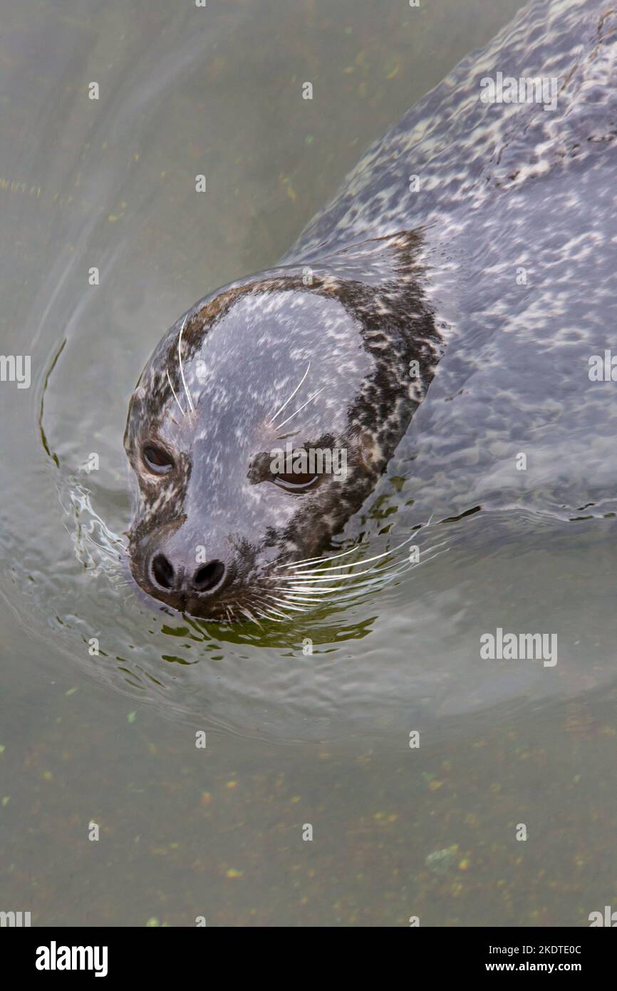 Harbour seal above hi-res stock photography and images - Alamy